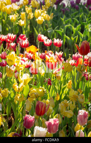 Tulips of various colors in nature in spring time Stock Photo - Alamy