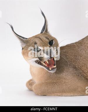 CARACAL CAT HISSING Stock Photo - Alamy