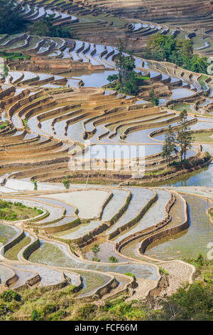 Terrace rice field at Yuanyang, China Stock Photo - Alamy