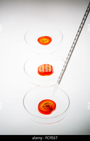 Genetic modification of tomatoes. Conceptual image of slices of ...