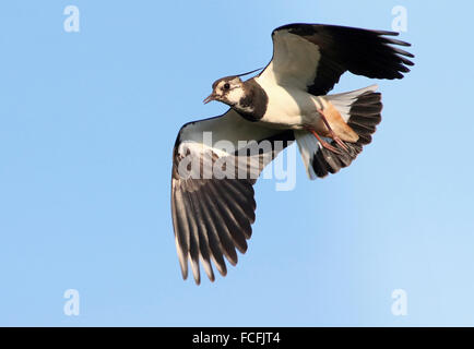 Lapwing In Flight Stock Photo - Alamy