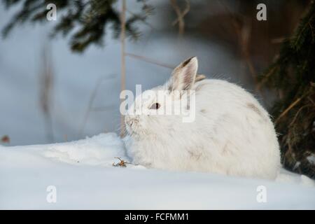 Close Up Of A Snowshoe Hare Eating Grass In Denali National Park Stock ...