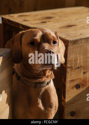 sitting Rhodesian Ridgeback Stock Photo - Alamy