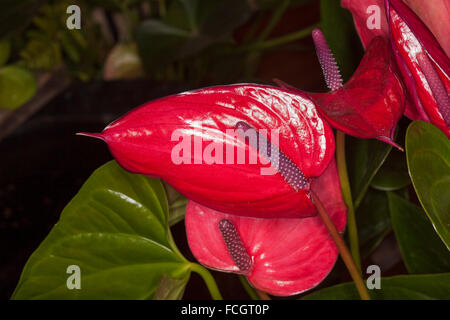 Spectacular Anthurium andreanum cultivar 'Purple Anouk' with vivid red ...
