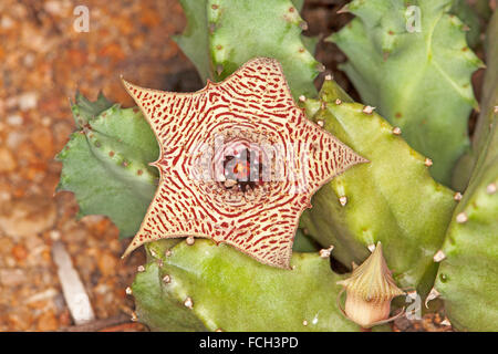 Unusual star-shaped flower of succulent plant, Stapelia gettlefii ...