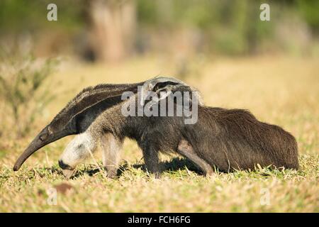 giant anteater (Myrmecophaga tridactyla), female anteater carrying ...