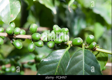 Coffee plant, Uganda Stock Photo - Alamy