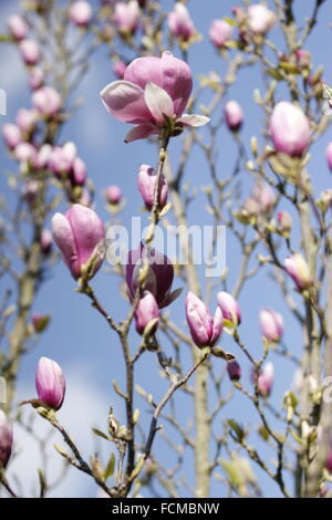 Magnolia Eternal Spring Stock Photo - Alamy