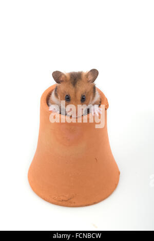 Hamster (Syrian Hamster) in clay pot on white background Stock Photo ...