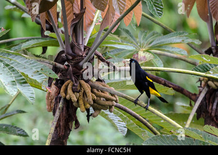 Russet-backed oropendola (Psarocolius angustifrons) flying with grasses ...