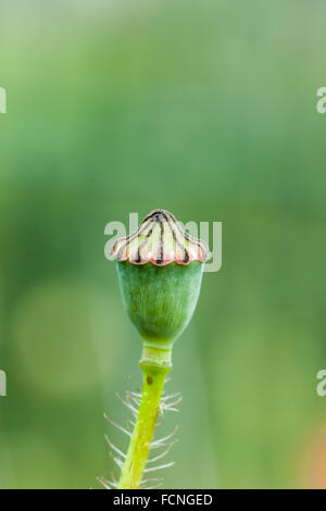 Wilted red wild poppy flowers in a glistening teal blue vase outside ...