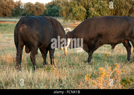 Spanish free range fighting bulls breed on extensive estates. Fighting ...