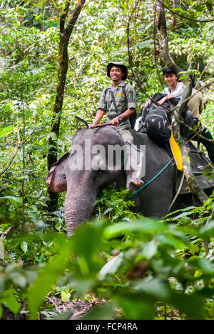 Elephant woman forest animal travel sanctuary feeding smile red shirt ...