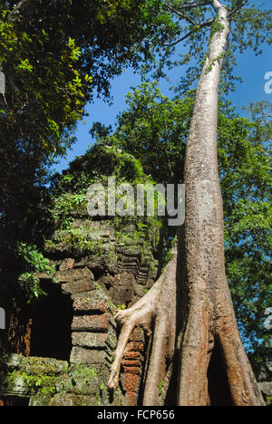 Giant tree (tetrameles nudiflora) growing out of a wall in the third ...