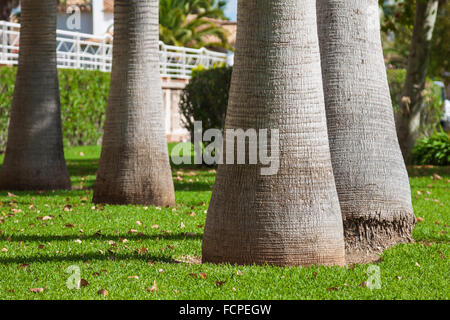 Coconut tree trunk texture Stock Photo - Alamy