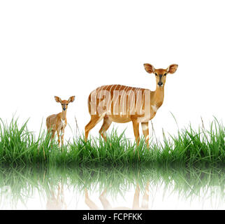 Nyala ewe antelope Stock Photo - Alamy