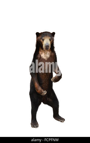 Malayan sun bear standing on hind legs by a bush in surprise Stock ...