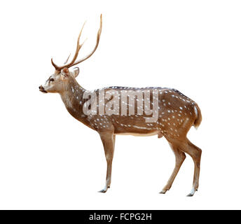 male axis deer isolated on black background Stock Photo - Alamy