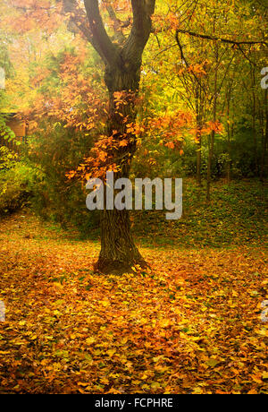 forest details in late autumn at countryside with tree trunks, colored ...