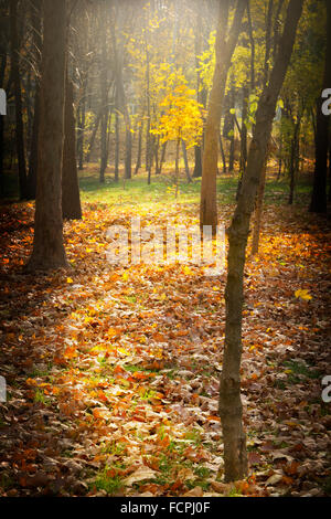 forest details in late autumn at countryside with tree trunks, colored ...