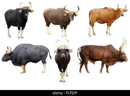 female banteng isolated on white background Stock Photo - Alamy