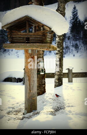 Bullfinch in the winter at the feeder Stock Photo - Alamy
