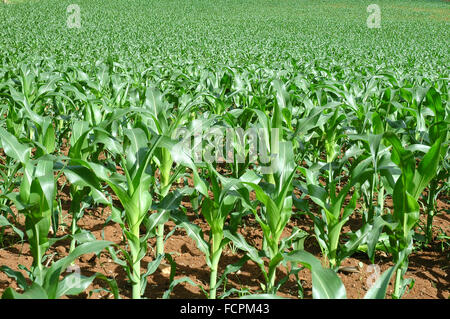 corn field on a bright day in autumn, Russia Stock Photo - Alamy