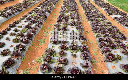 Lettuce plant growing in the field Stock Photo - Alamy