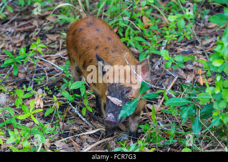 Feral wild pig in Six Mile Cypress Slough Preserve in Fort Myers ...