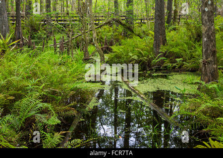 Cypress trees in swamp in Six Mile Cypress Slough Preserve in Fort ...