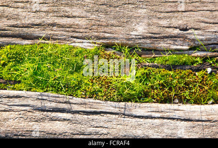 Wooden background with green moos Stock Photo - Alamy