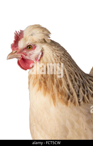 Austrian Sulmtaler hen chicken tail view looking back isolated on white ...