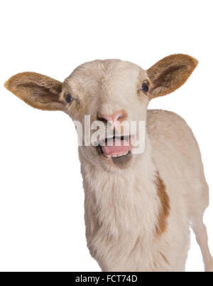 Sheep screaming with mouth open isolated Stock Photo - Alamy