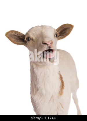 Sheep screaming with mouth open isolated Stock Photo - Alamy
