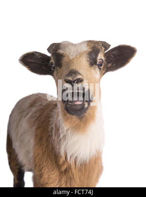 Sheep screaming with mouth open isolated Stock Photo - Alamy