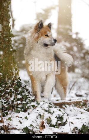 Red-haired Akita Inu stands on the path in the garden. Japanese Akita ...