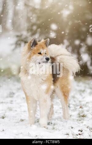 Red-haired Akita Inu stands on the path in the garden. Japanese Akita ...