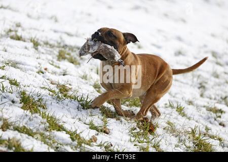 playing Staffordshire Bullterrier Stock Photo - Alamy