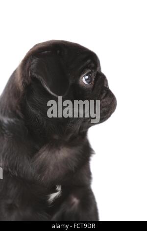 Black pug head profile portrait on blurred natural background banner ...