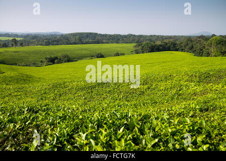 Tea plantation, western Uganda, Africa Stock Photo - Alamy