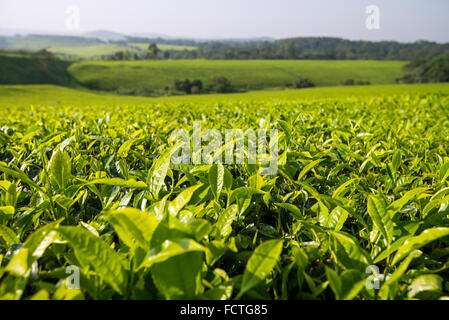 Tea plantation, western Uganda, Africa Stock Photo - Alamy
