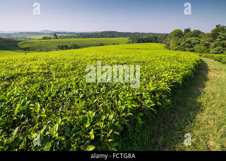 Tea plantation, western Uganda, Africa Stock Photo - Alamy