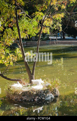 Ducks sleeping on a small islet in the pond Stock Photo - Alamy
