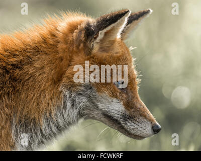 Wild Red Fox (Vulpes vulpes) scavenging in a natural woodland forest setting. Peering intently ...