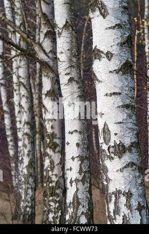 Birch trees forest in Poland in September Stock Photo - Alamy