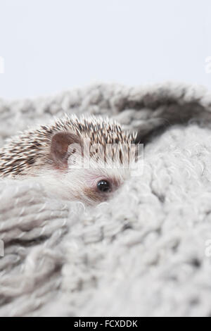 Hedgehog cute animal hiding in dry branches close-up in woods Stock ...