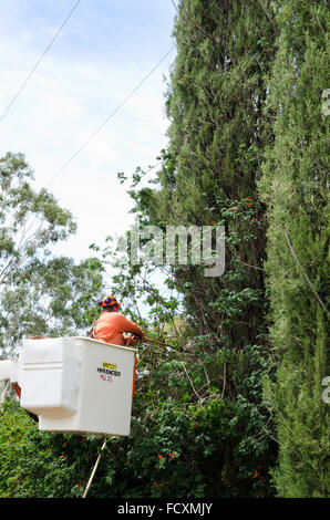 A man in cherry picker high in a tree trimming pruning limbs and ...