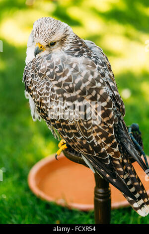 A falcon in captivity Stock Photo - Alamy