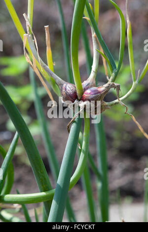 Allium x proliferum - Egyptian tree onions in a garden Stock Photo - Alamy