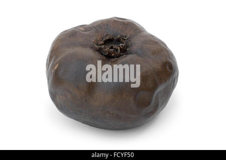Single, Chocolate Pudding fruit, Black sapote, Diospyros nigra, growing ...